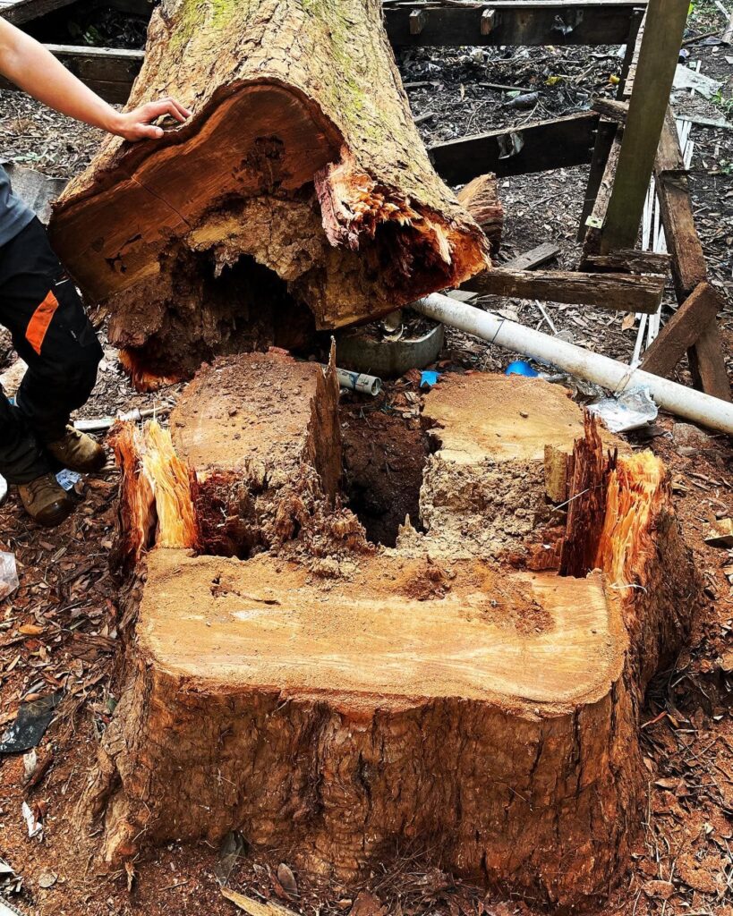 Professional Tree Services Gold Coast | Askew Trees