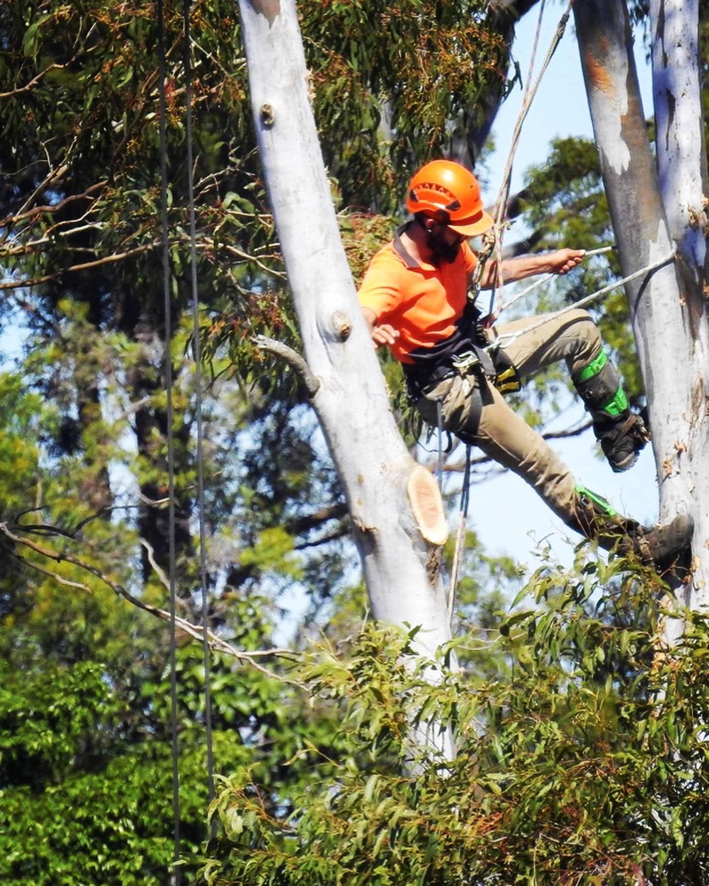 Professional Tree Services Gold Coast | Askew Trees